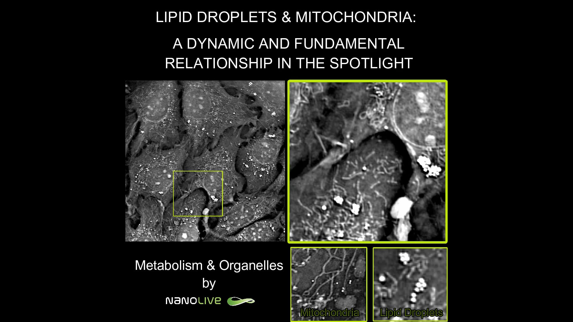 Mitochondria Light Microscope