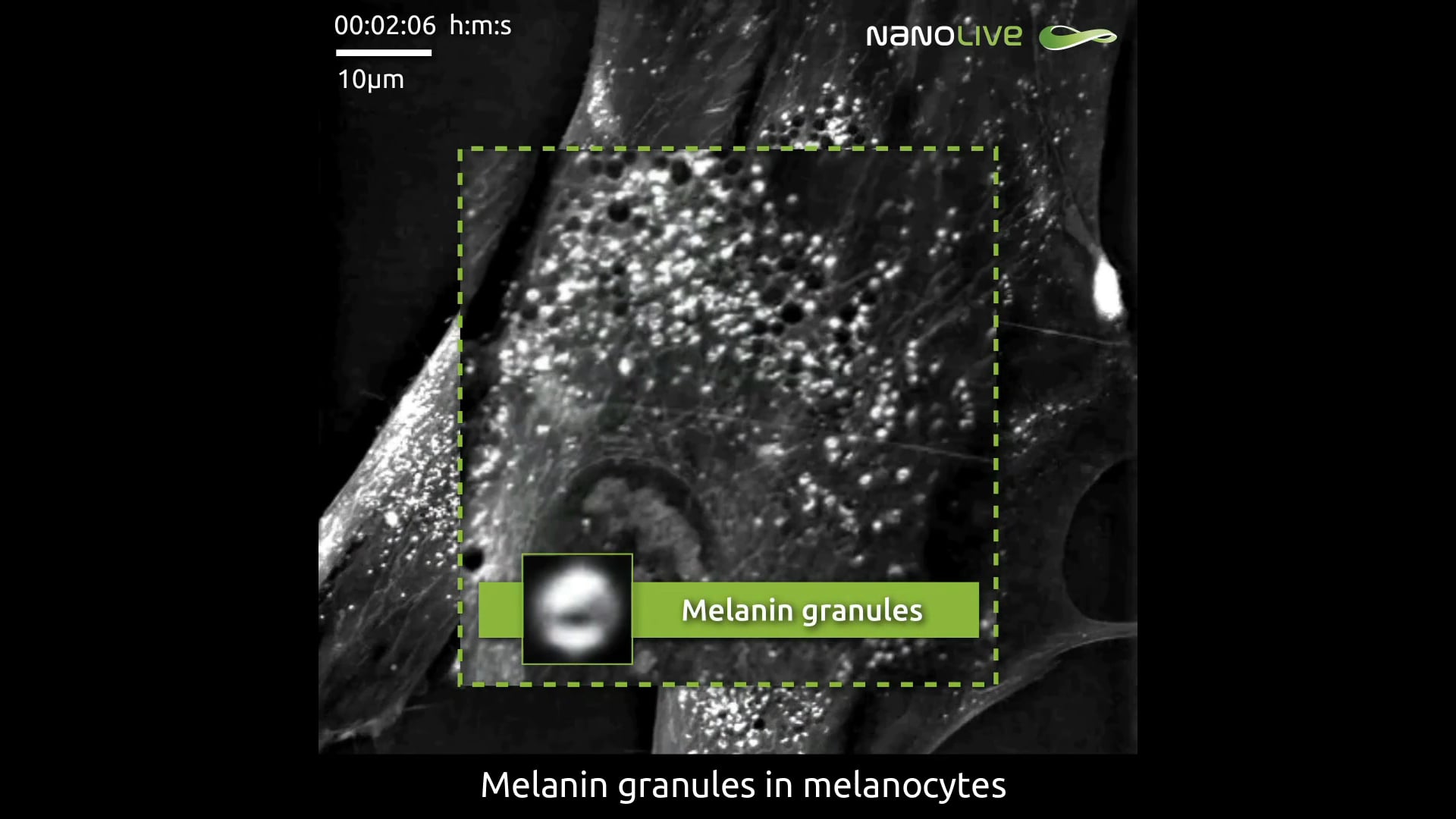Melanin Granules
